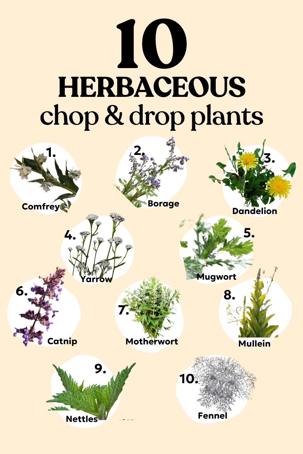 Chop and Drop Explained: Boost Your Garden's Health Naturally